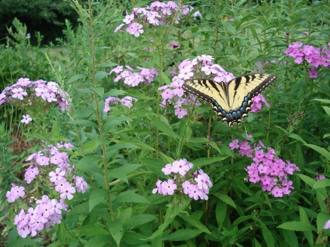 NJBG Butterfly Walk with Audubon Society July 14th