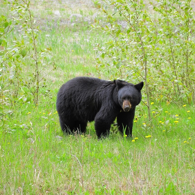 Black Bears in NJ: What to Do If You Encounter a Bear