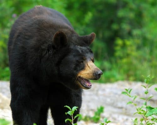 Black Bear Sightings in Bergen County - Safety Tips & What to Do